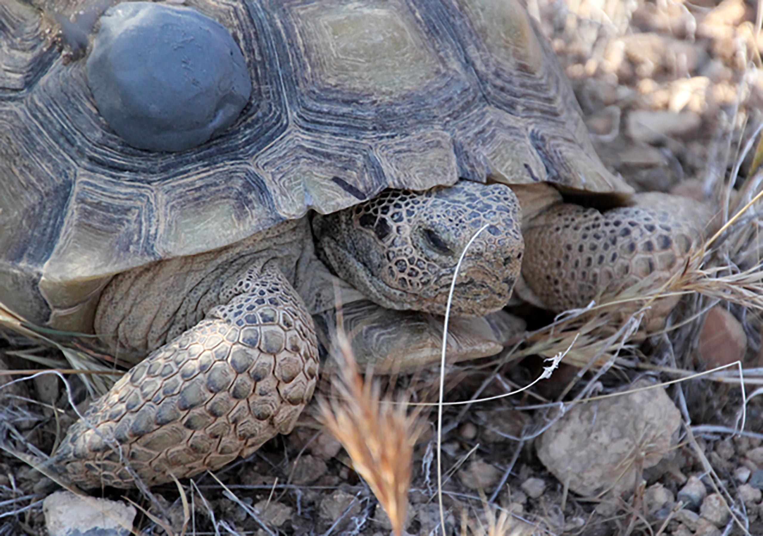 Desert Tortoise.jpg | FWS.gov